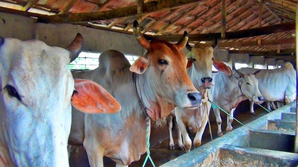 COW FATTENING IS A GROWING BUSINESS IN BANGLADESH