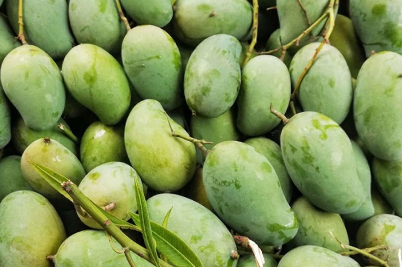 HIGHEST EXPORTED MANGO VARIETY IS ``AMRAPALI"