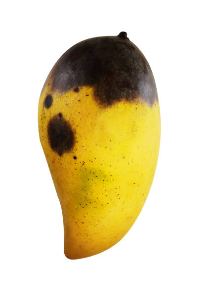 DISEASE "STEM END ROT" DISTROY MANGO IN 3 DAYS | Agro Views