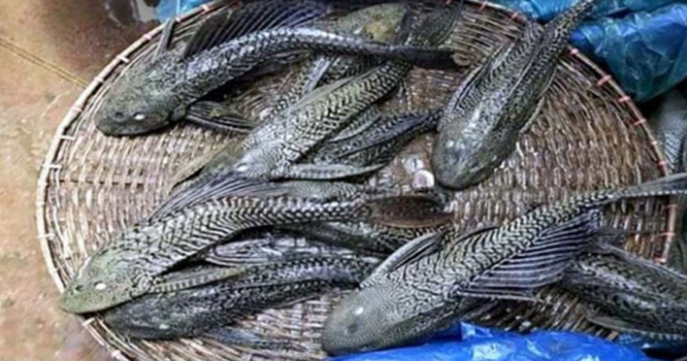 SUCKER FISH BAN IN BANGLADESH | Agro Views